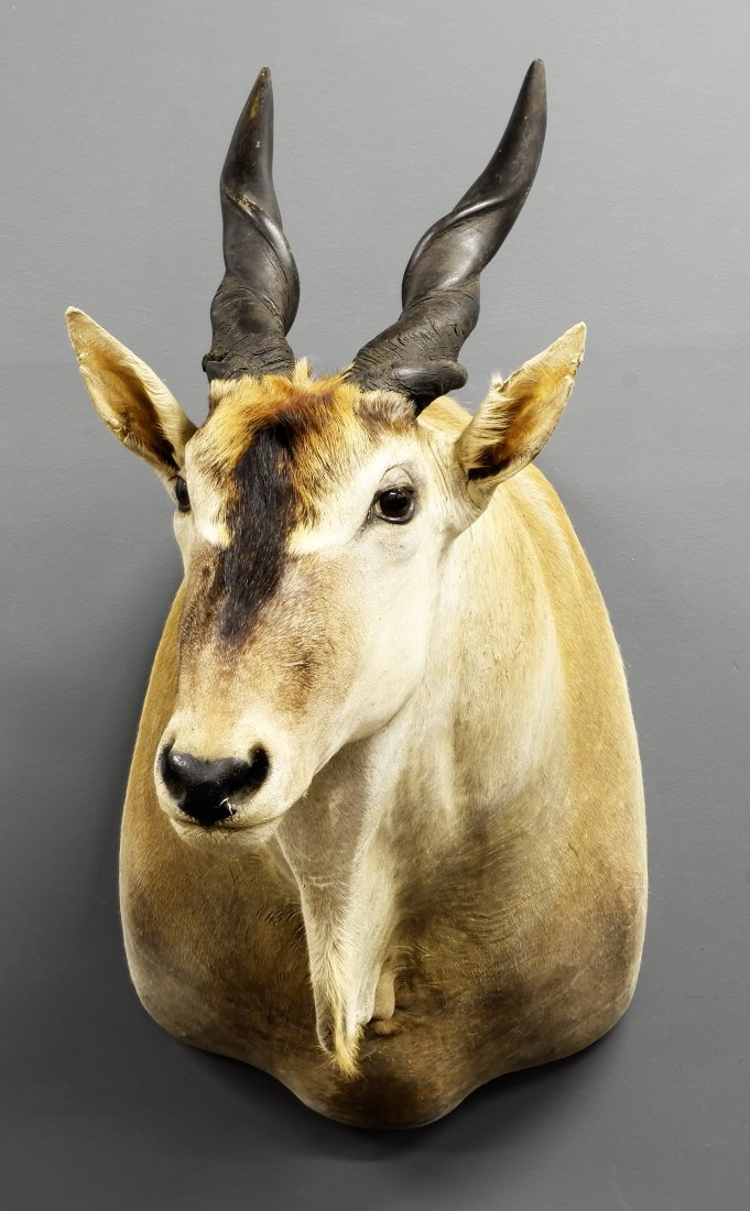 Eland Head Wall Taxidermy - Feb 29, 2020 | Wiederseim Associates, Inc ...