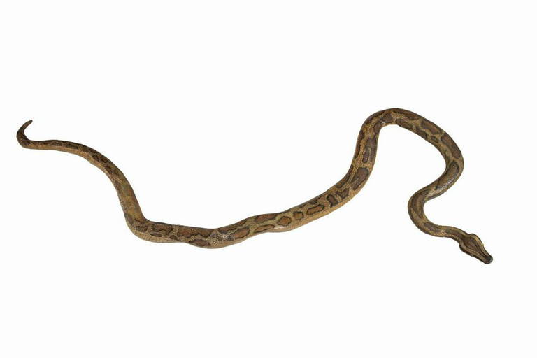 A Jungle Cruise Giant Python Prop. (#1033) on Dec 04, 2022 | Van Eaton ...