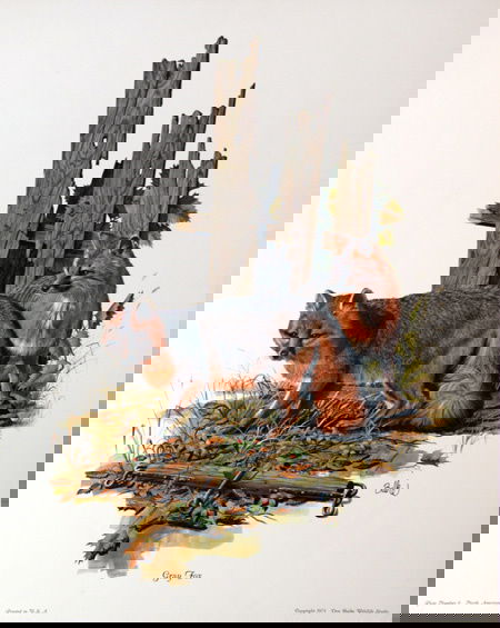 2034: Don Balke Signed Lithograph, Gray Fox, Wildlife A