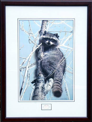 Charles Frace Framed Lithograph, Raccoon
