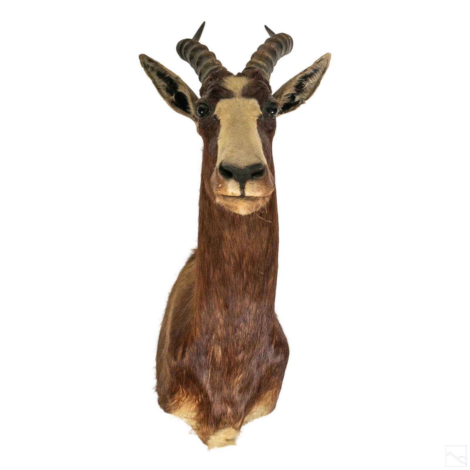 Taxidermy African Blesbok Shoulder Trophy Mount