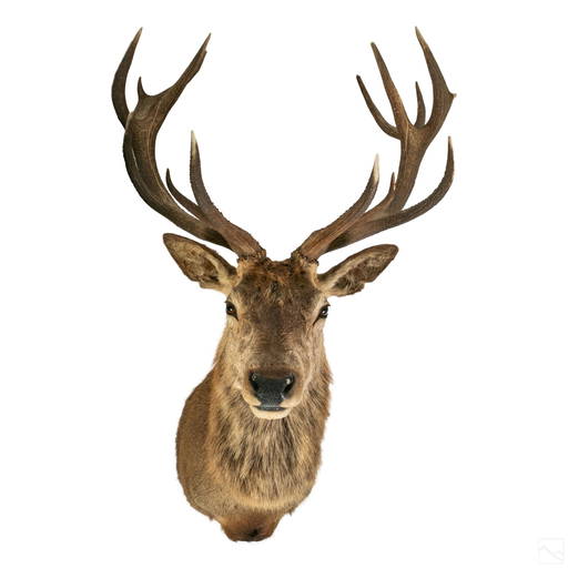 Taxidermy 33" Deer Buck 15 Point Stag Trophy Mount