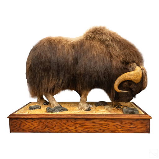 Huge Full Life Size Taxidermy Animal Mount Musk Ox