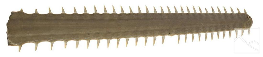 Natural History Taxidermy Sawfish Bill W/ 54 Teeth
