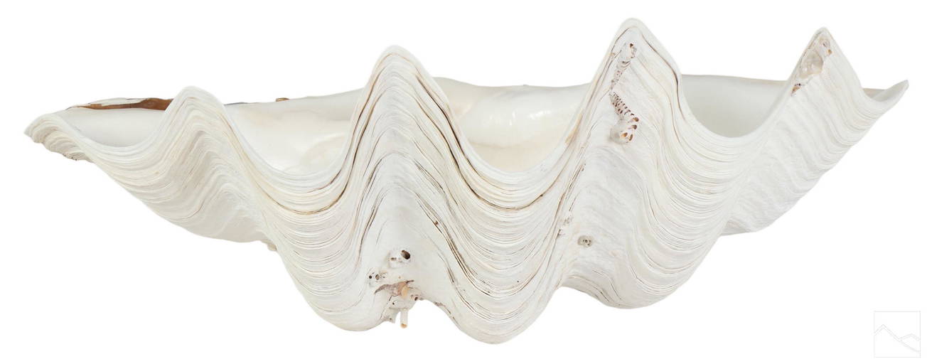 Giant Natural Tridacna Gigas Marine 22" Clam Shell