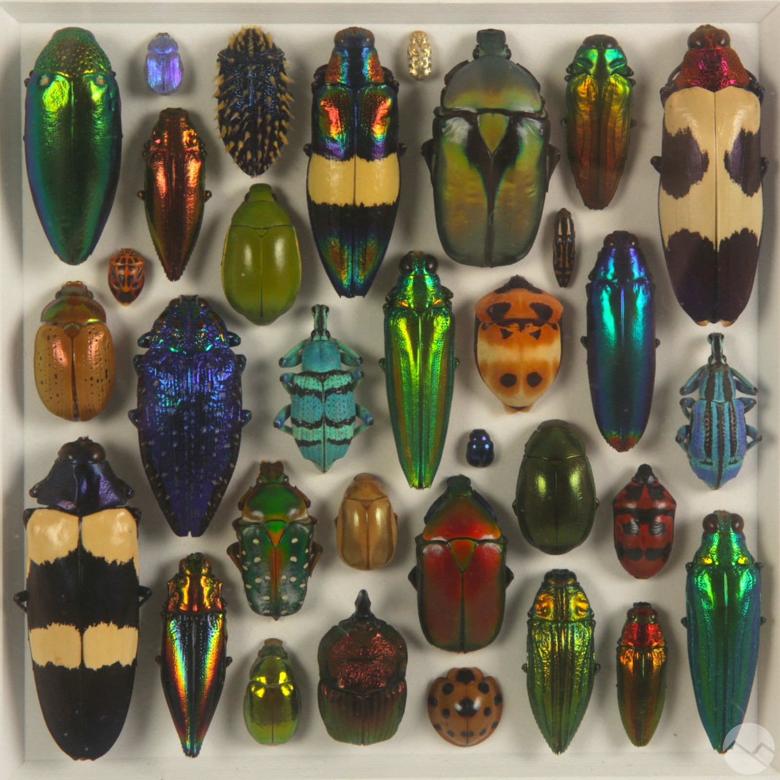 Christopher Marley B.1969 Coleopteran Bug Mosaic Auction