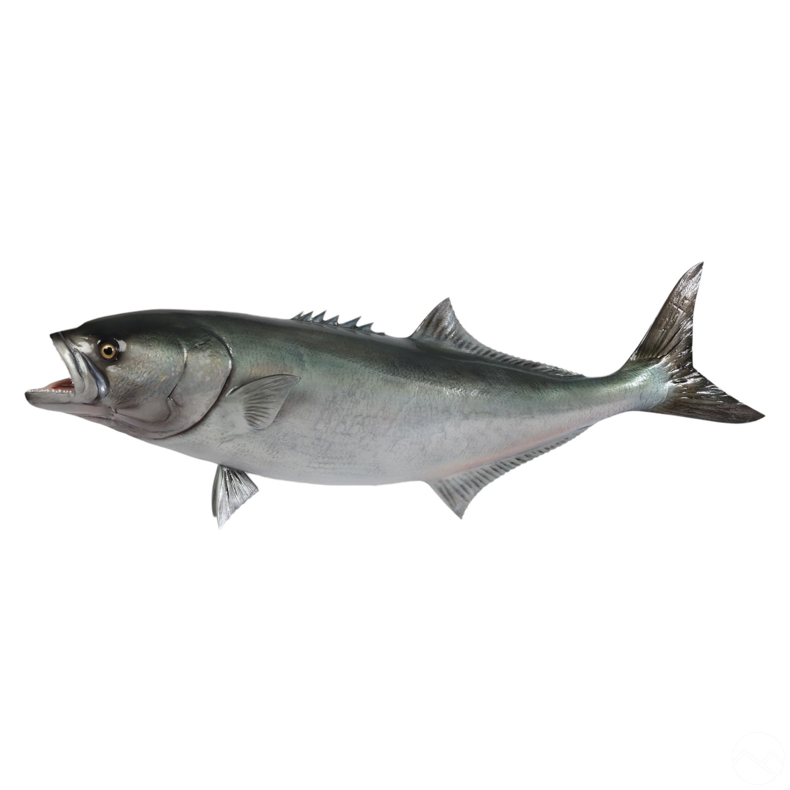 Full Mounted Fiberglass Bluefish 36" Fish Replica Auction