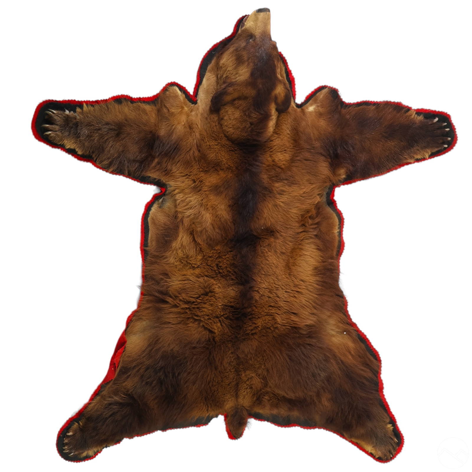 Natural Full Brown Bear Skin Trophy Floor Area Rug Auction