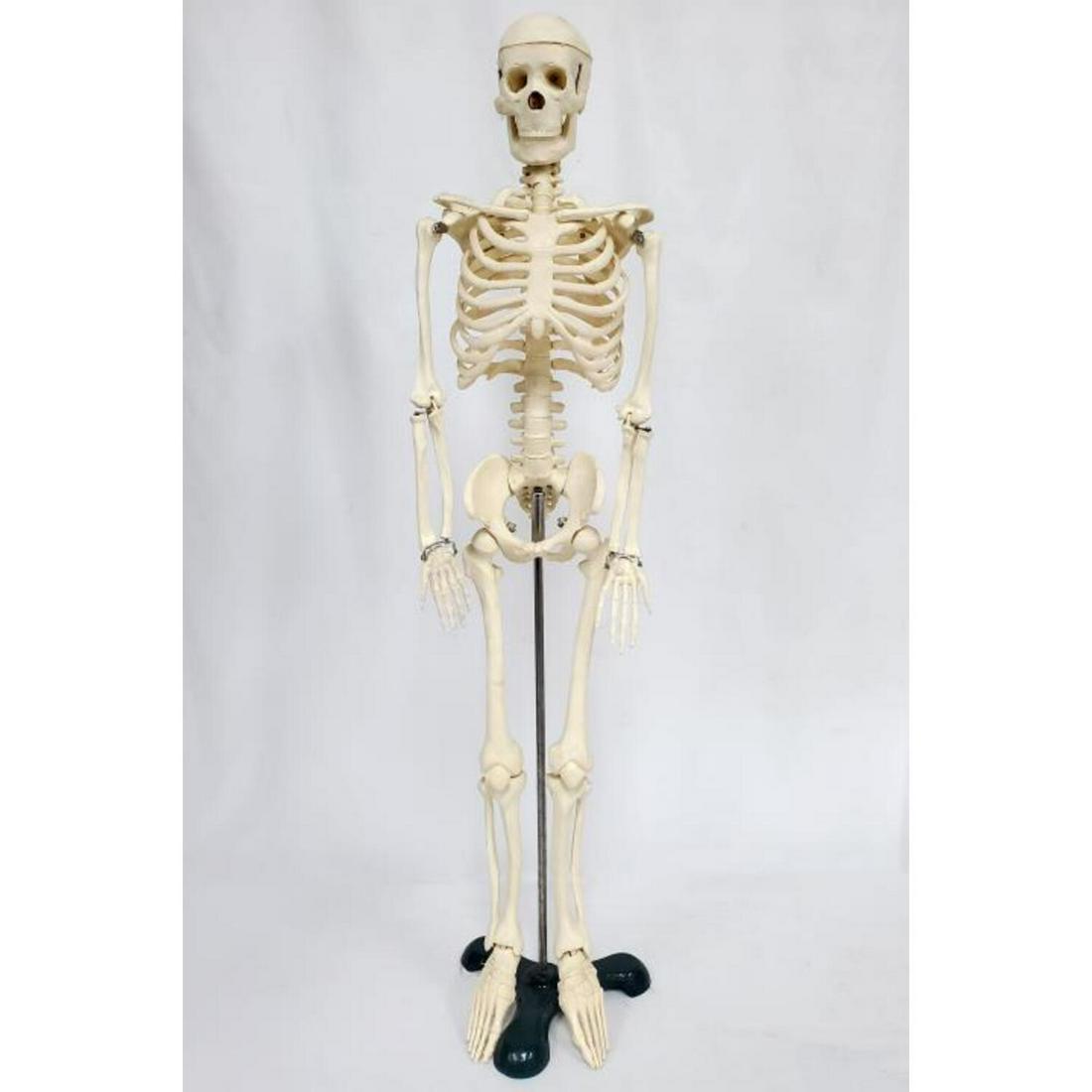 Large Scale Model Of A Human Skeleton