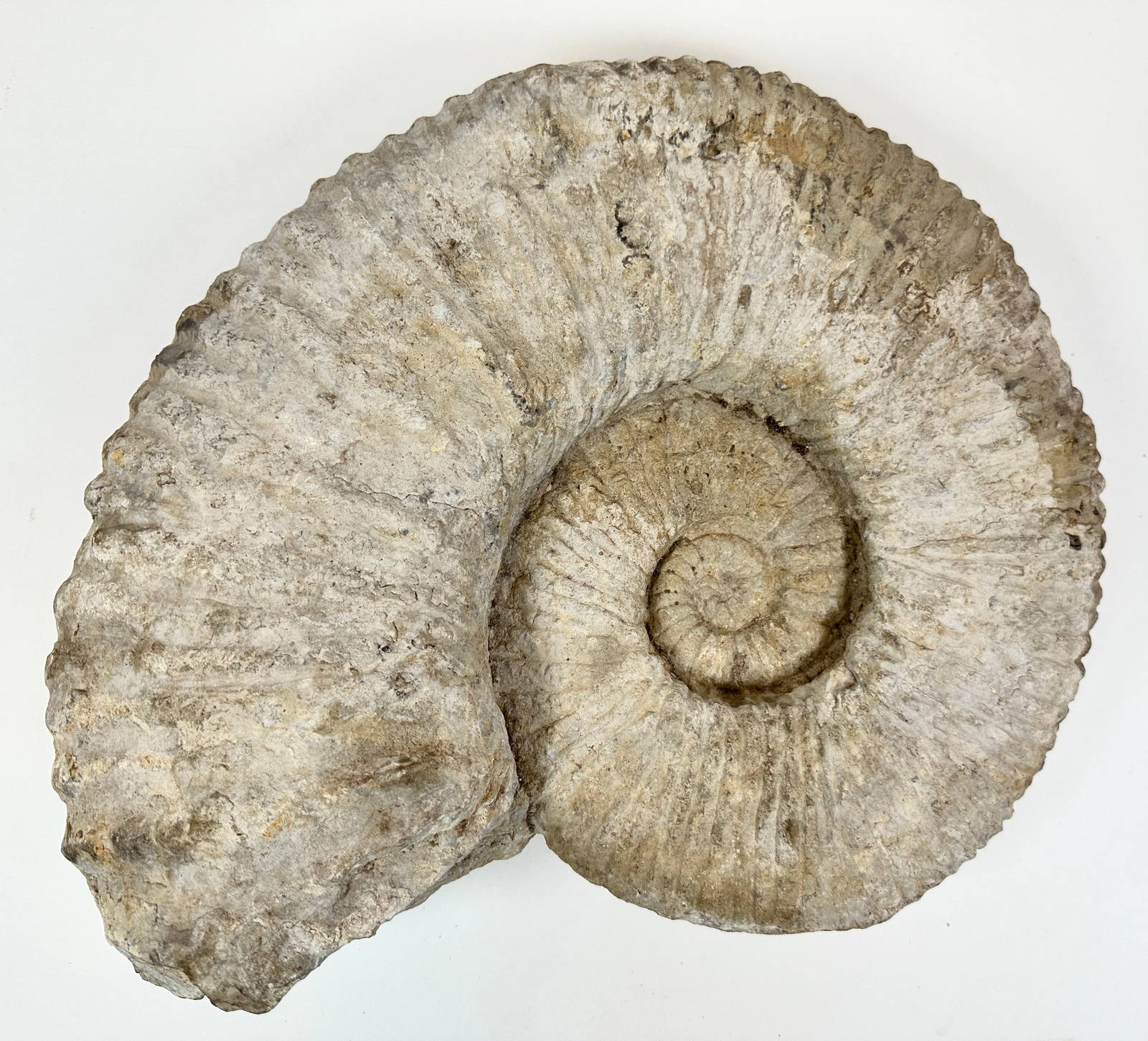 Large Ammonite Specimen Auction