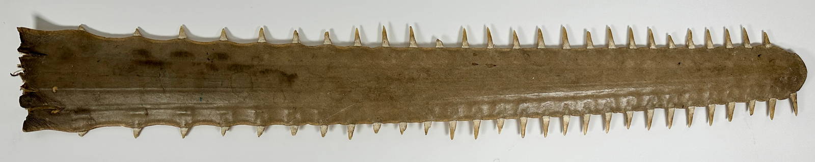 Early Sawfish Rostrum Bill Auction