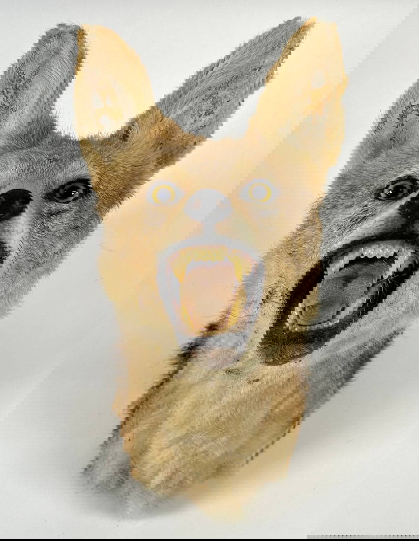 Taxidermy - Head Of A Coyote Auction