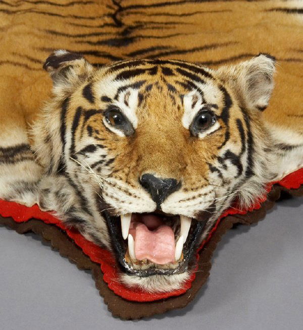171: Bengal tiger full head taxidermy rug : Lot 171