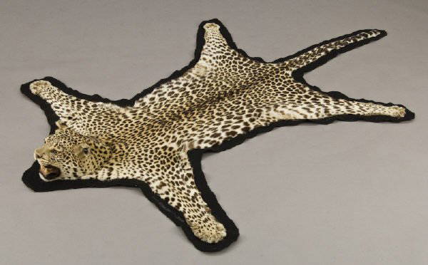 134: Leopard skin full head taxidermy rug having a blac - Dec 09, 2009 ...