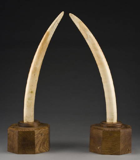 Pr. Elephant Ivory Tusks.
