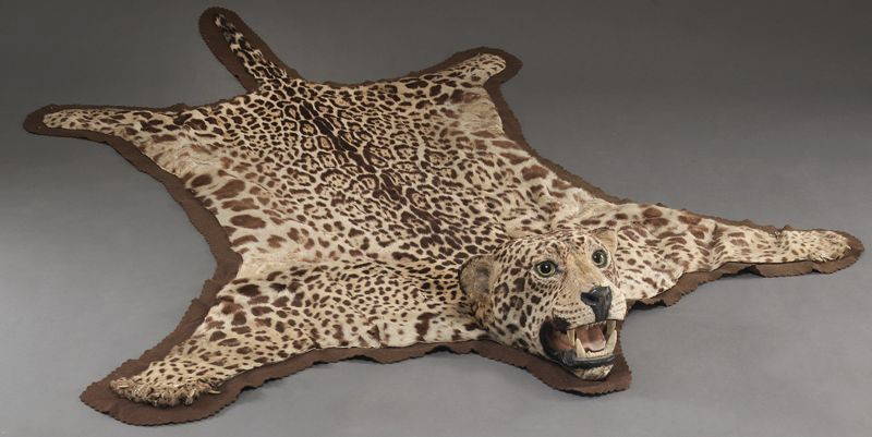 Taxidermy Jaguar Rug.