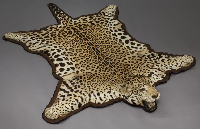 Jaguar skin rug