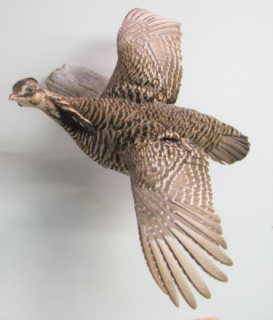 Greater Prairie Chicken Taxidermy Mount