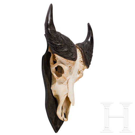 A South African Trophy Of An African Buffalo, 20th