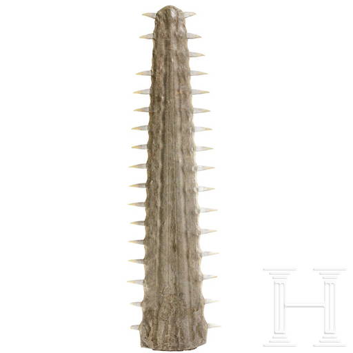 A Rostrum Of A Sawfish, Indian Ocean, 20th Century