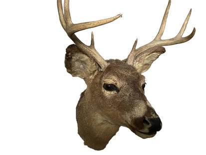 7 Point Buck Wall Mount