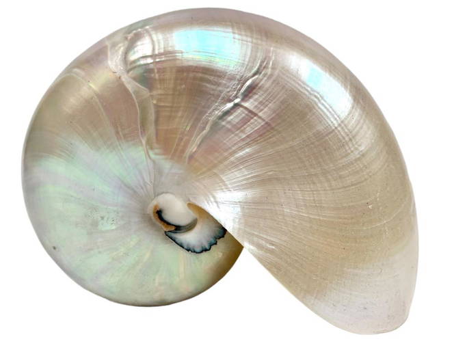 Natural White Chambered Nautilus Shell