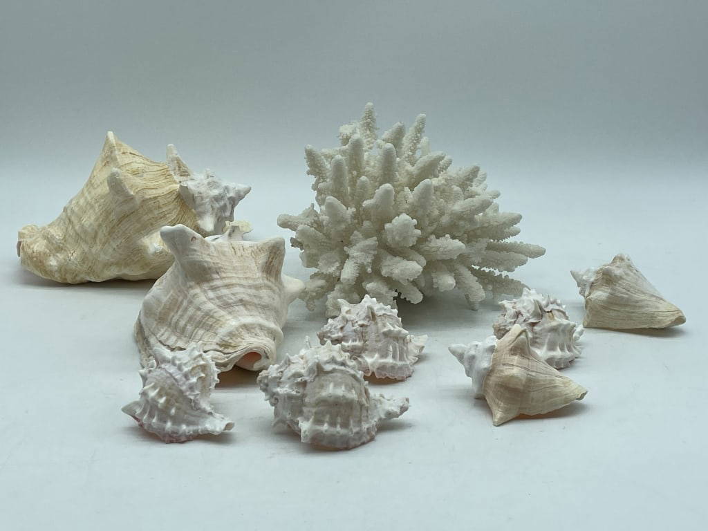 Coral & Sea Shell Tabletop Decor Pieces Auction