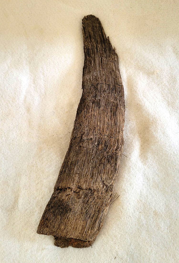 Wooly Rhino Juvenile Brow Horn, 3.7 Million Years Old Auction