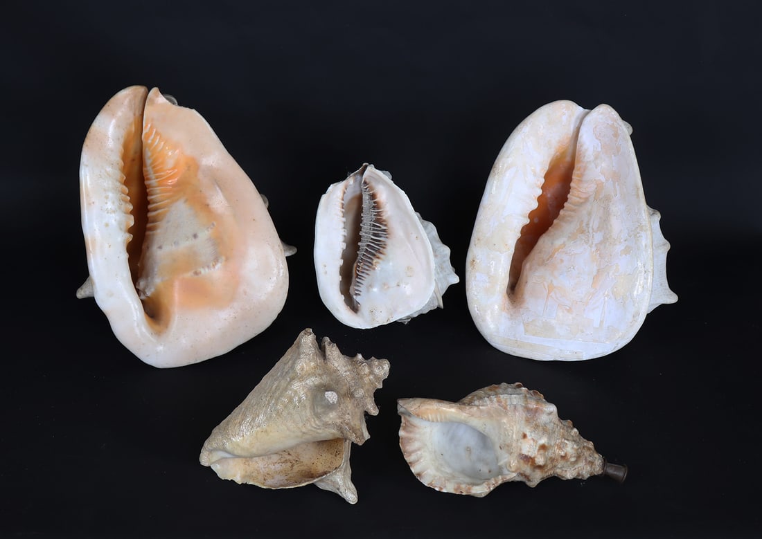 Lot Of Large Conch & Sea Shells Auction