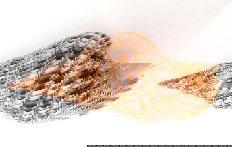 Gorgeous Fourteen Inch Long Triton Sea Shell