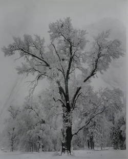 Ansel Adams Offset Lithograph Oak Tree, Snowstorm