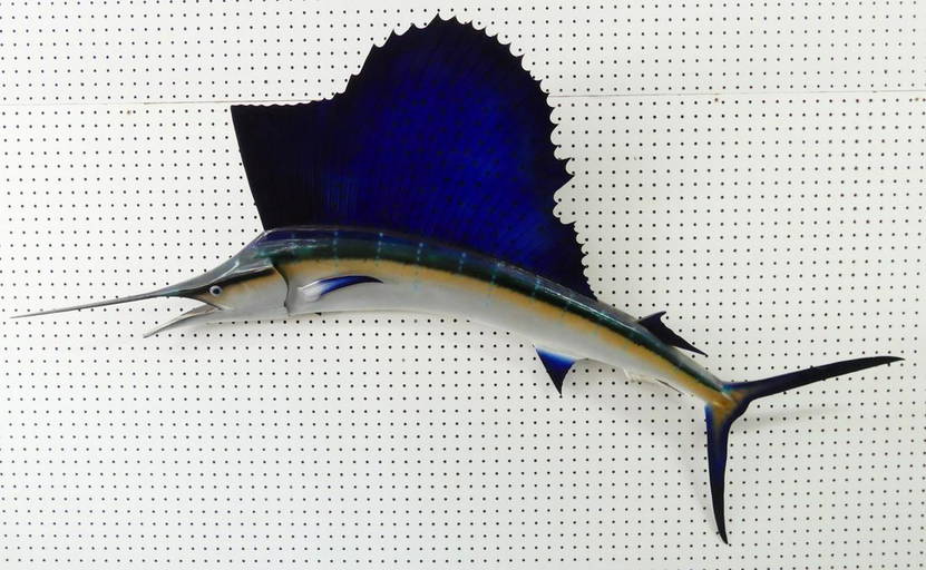 Sailfish Taxidermy Fishing Trophy