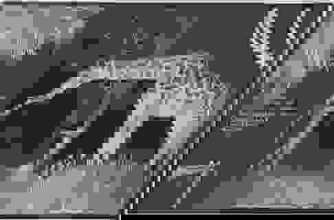 Peter Beard 'giraffe Feeding' Photo-litho Auction