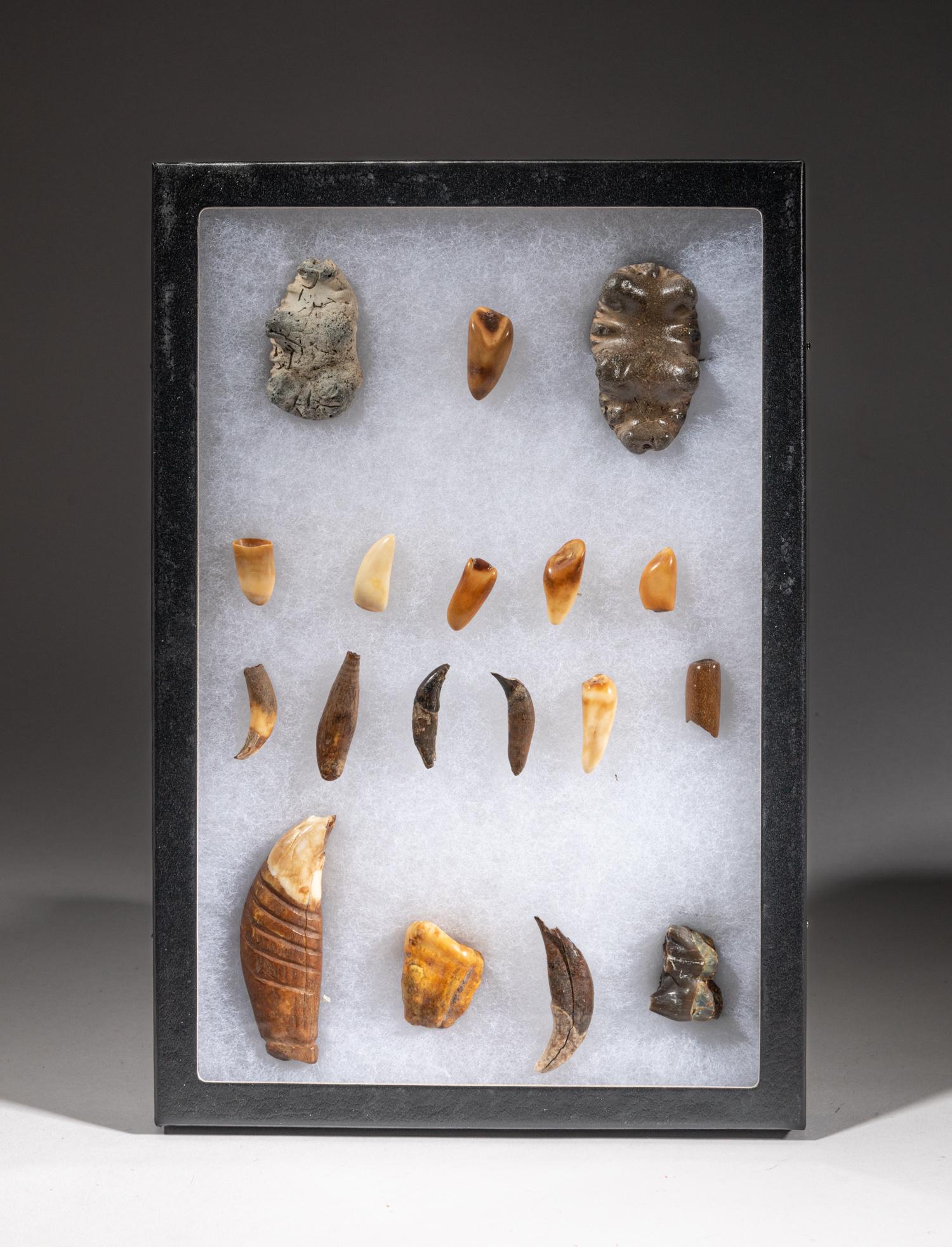 Fossilized Siberian Animal Tooth Sets - Mar 24, 2023 | Wealthier Art ...