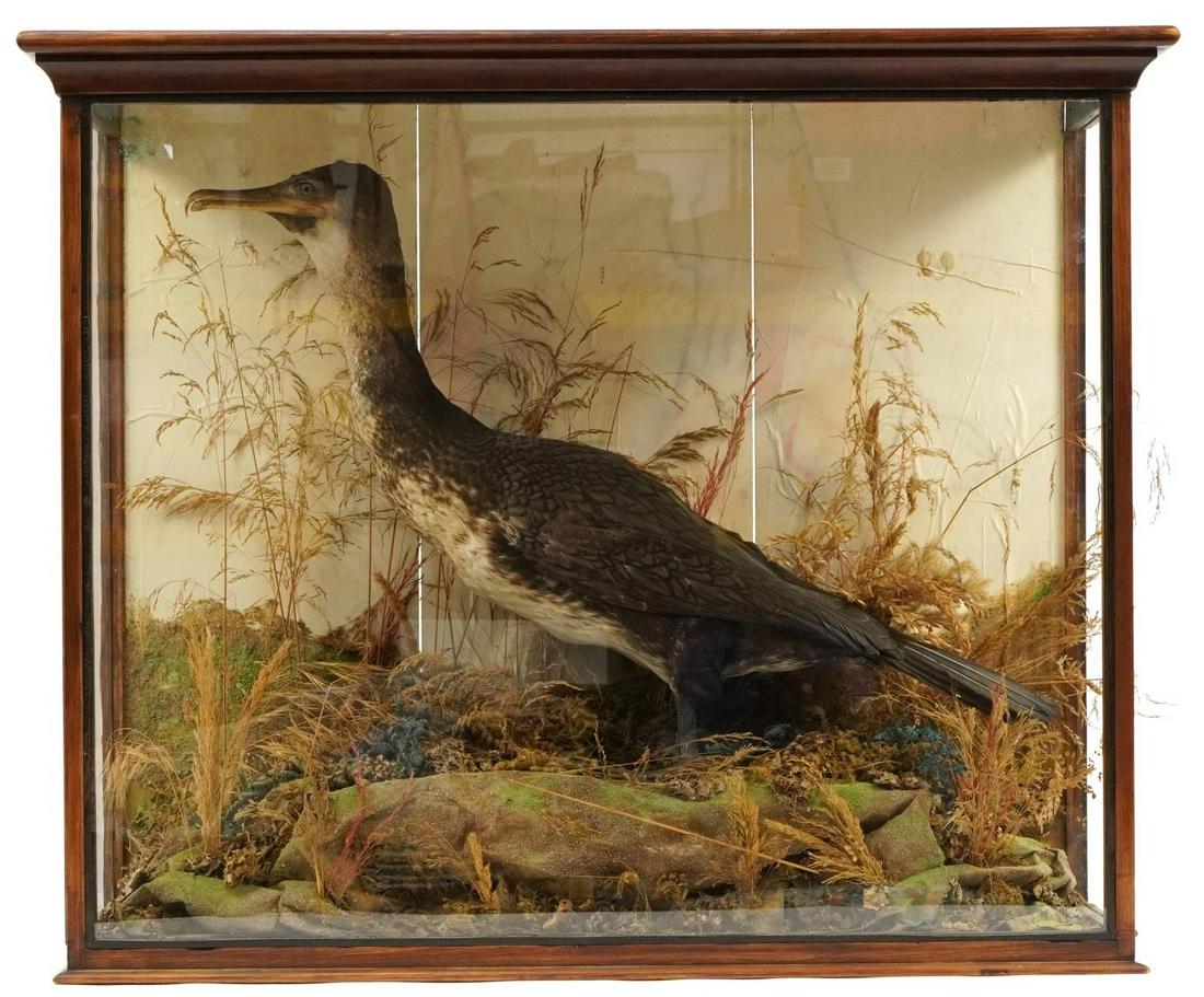 Early 20th century taxidermy cormorant housed in a display case with ...