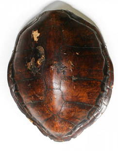 Large Turtle Carapace