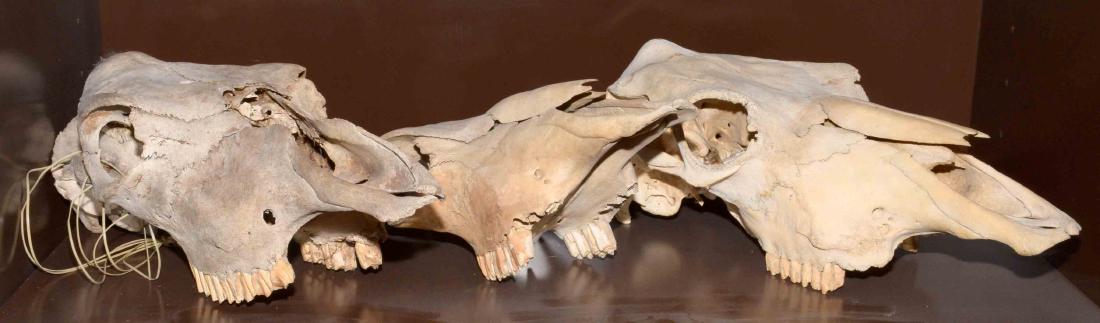(3) Animal Skull Fragments No Lower Teeth