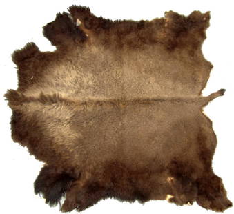 Taxidermy Tanned Buffalo Hide