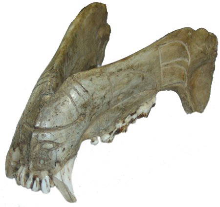 Haida Jaw Bone Amulet