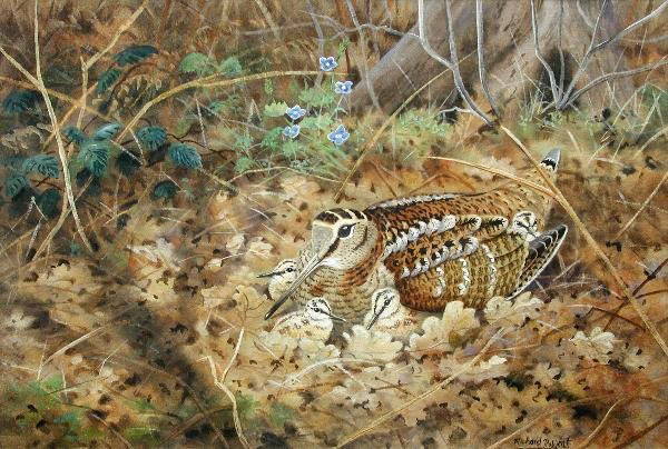 Richard Robjent Woodcock Watercolour