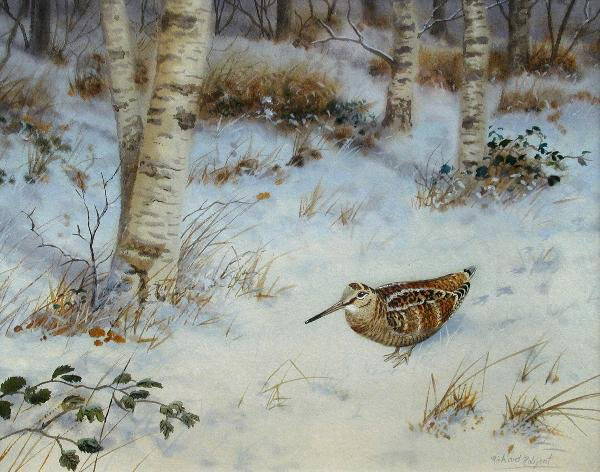 Richard Robjent Woodcock In Snow, Watercolour