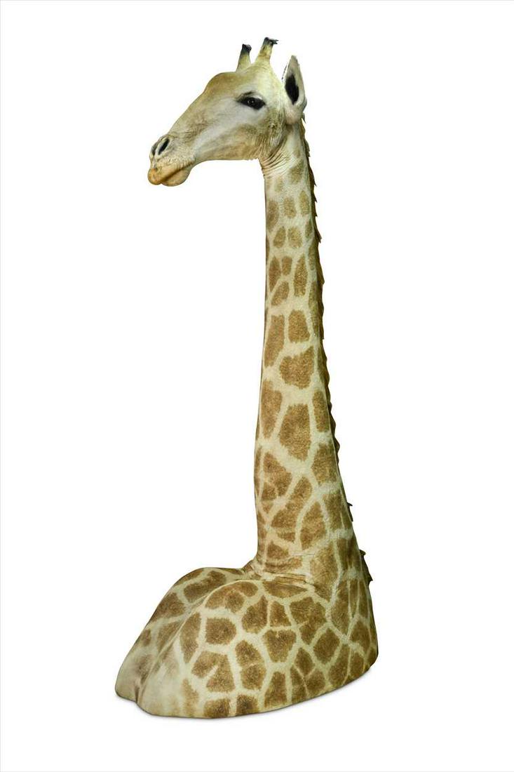 A taxidermy Giraffe shoulder mount, - Mar 12, 2020 | Cheffins in United ...
