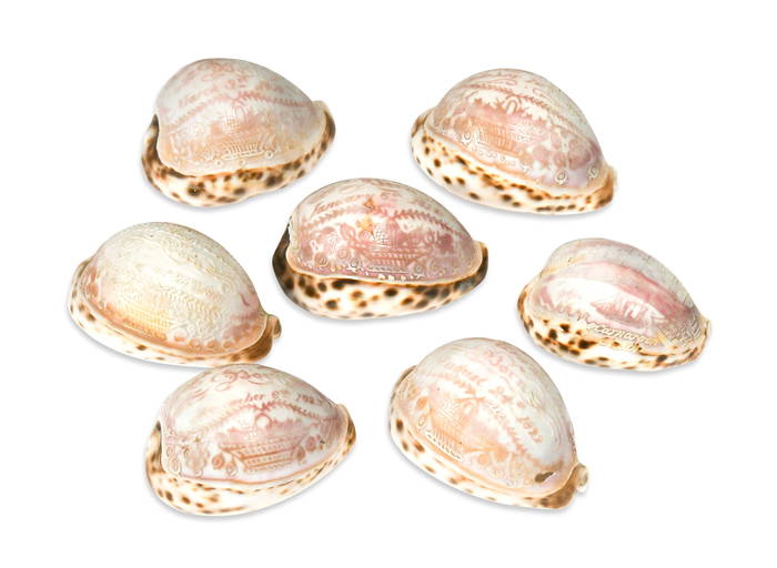A Collection Of Carved Commemorative Cowrie Shells, Early 19th Century,
