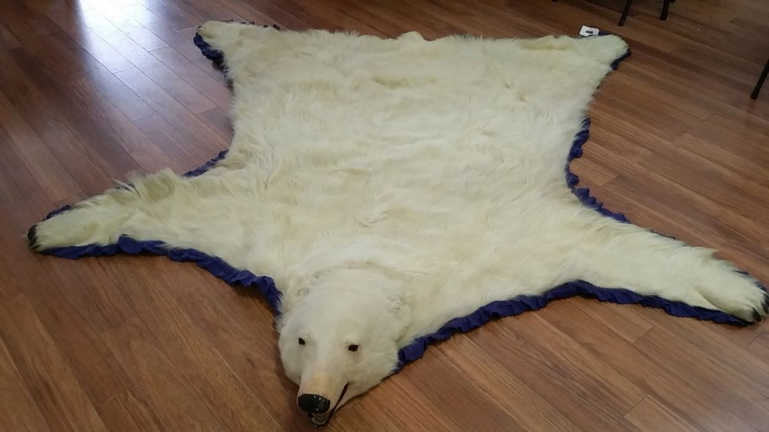 Real Polar Bear Skin Carpet 8'