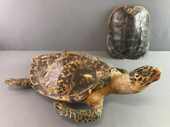 ANTIQUE TAXIDERMY TORTOISE SHELL - Oct 28, 2018 | Westport Auction in CT
