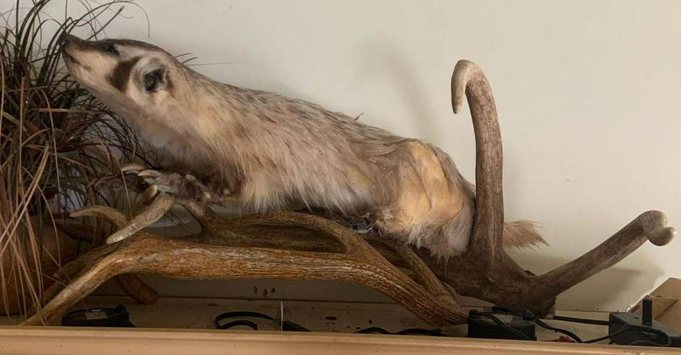 Badger Mount On Stag Base