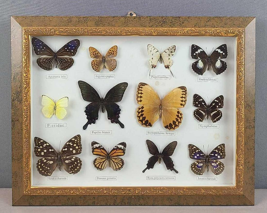 Framed Butterfly Specimens