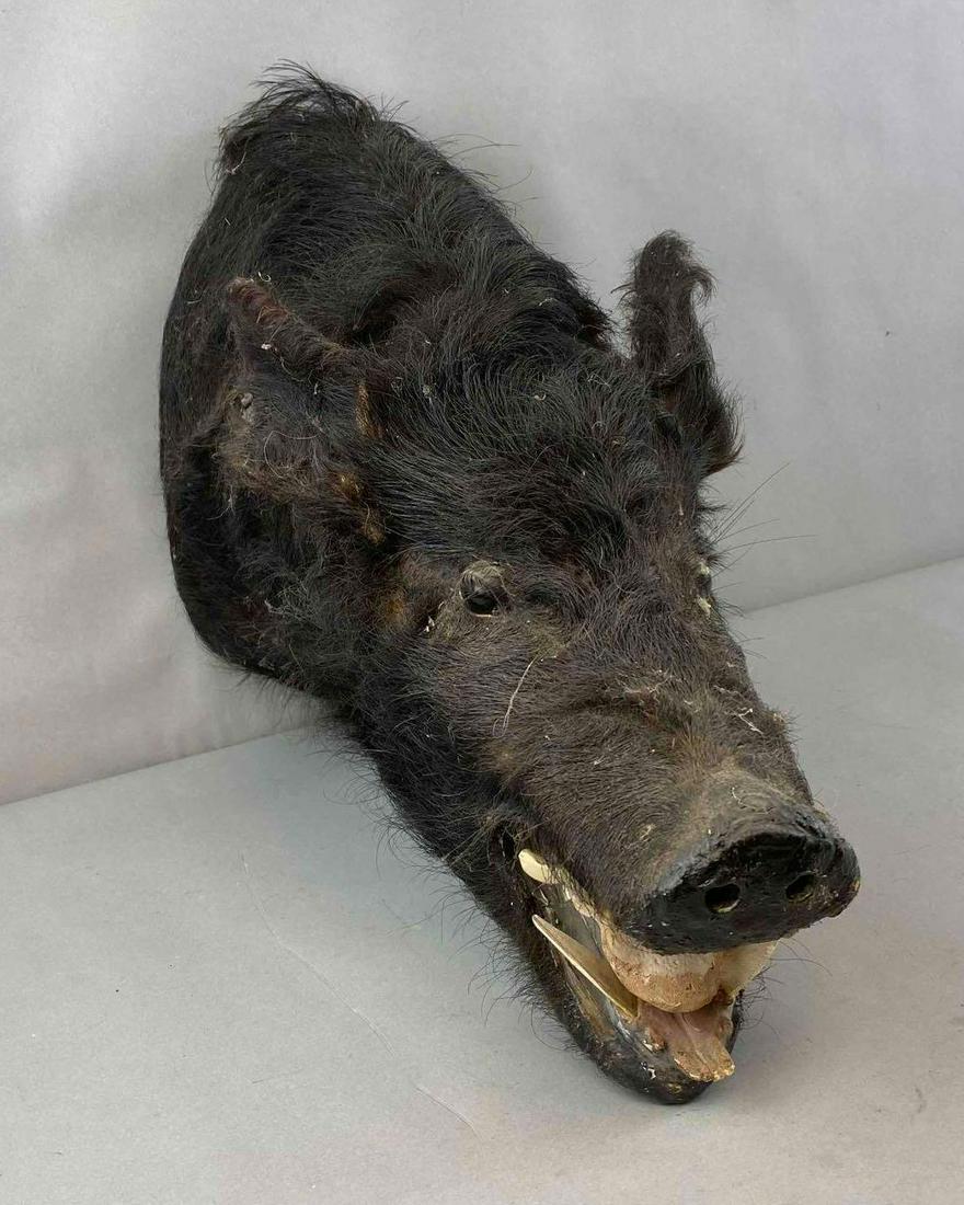 Taxidermy Boar Head Auction