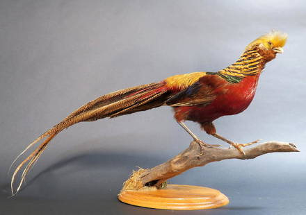 Pheasant Taxidermy Trophy Mount