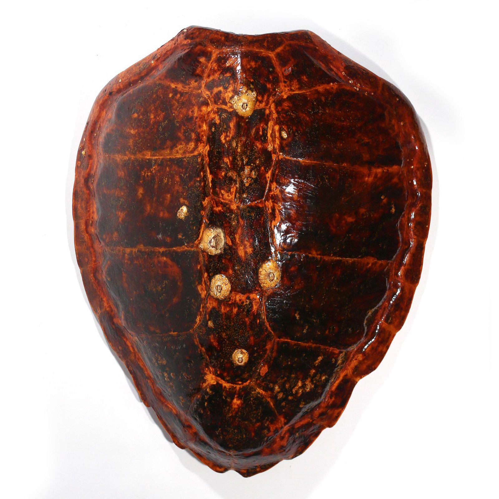 LARGE ANTIQUE TORTOISE SHELL - Nov 03, 2019 | Butterscotch Auction in NY